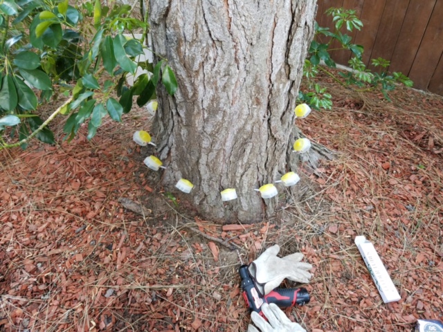 David’s Tree Service » Trunk Injections