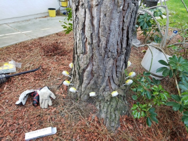 David’s Tree Service » Trunk Injections