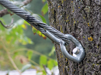 David's Tree Service Tree Cabling & Bracing - David's Tree Service