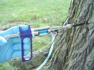 David's Tree Service Trunk Injections - David's Tree Service