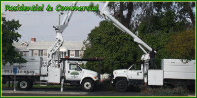 David’s Tree Service