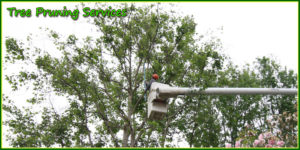 David’s Tree Service